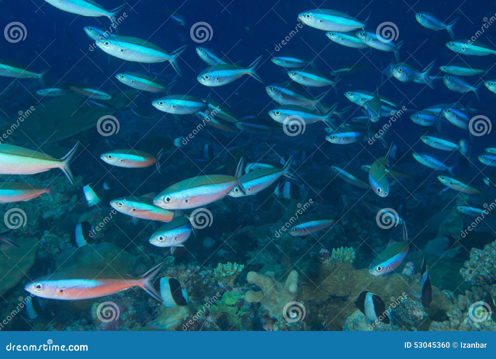 Binnen Een School Van Vissen Stock Foto - Image of oceaan, haai: 53045360