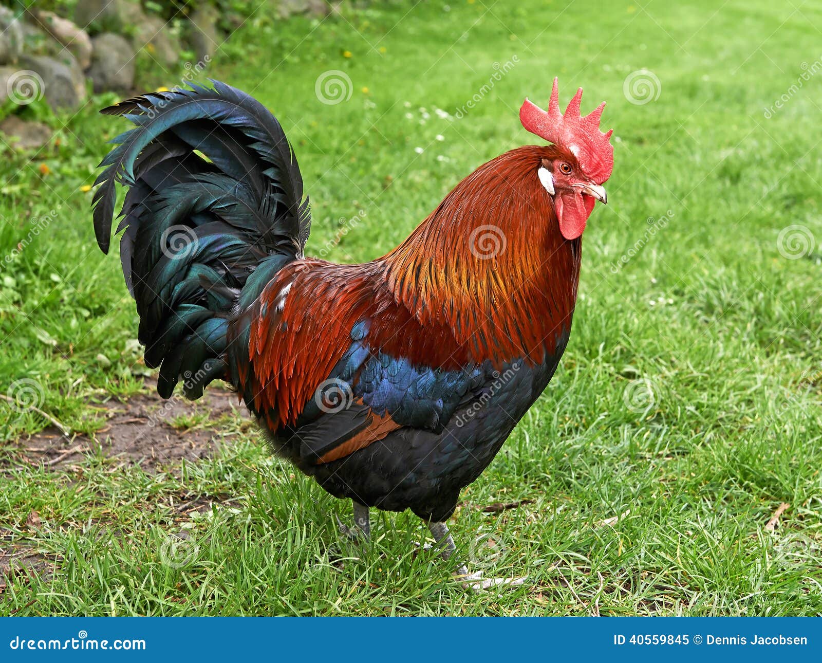 Binnenlandse haan stock afbeelding. Image of landbouwbedrijf - 40559845