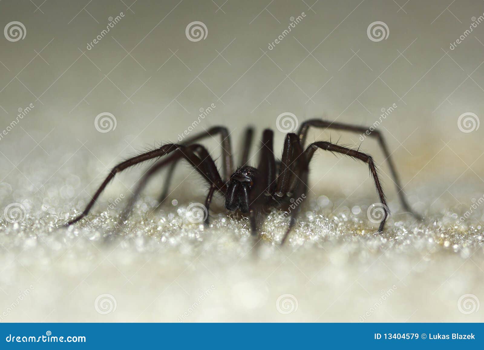 Binnenlandse huisspin stock afbeelding. Image of spin - 13404579