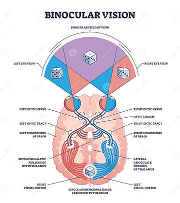 Binocular Vision Type with Anatomical Visual Cortex Pathway Outline ...
