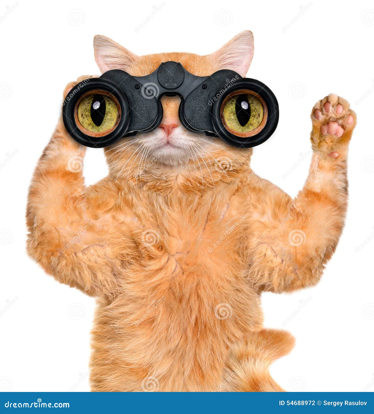 Binoculars Cat Searching, Looking and Observing with Care Stock Photo ...