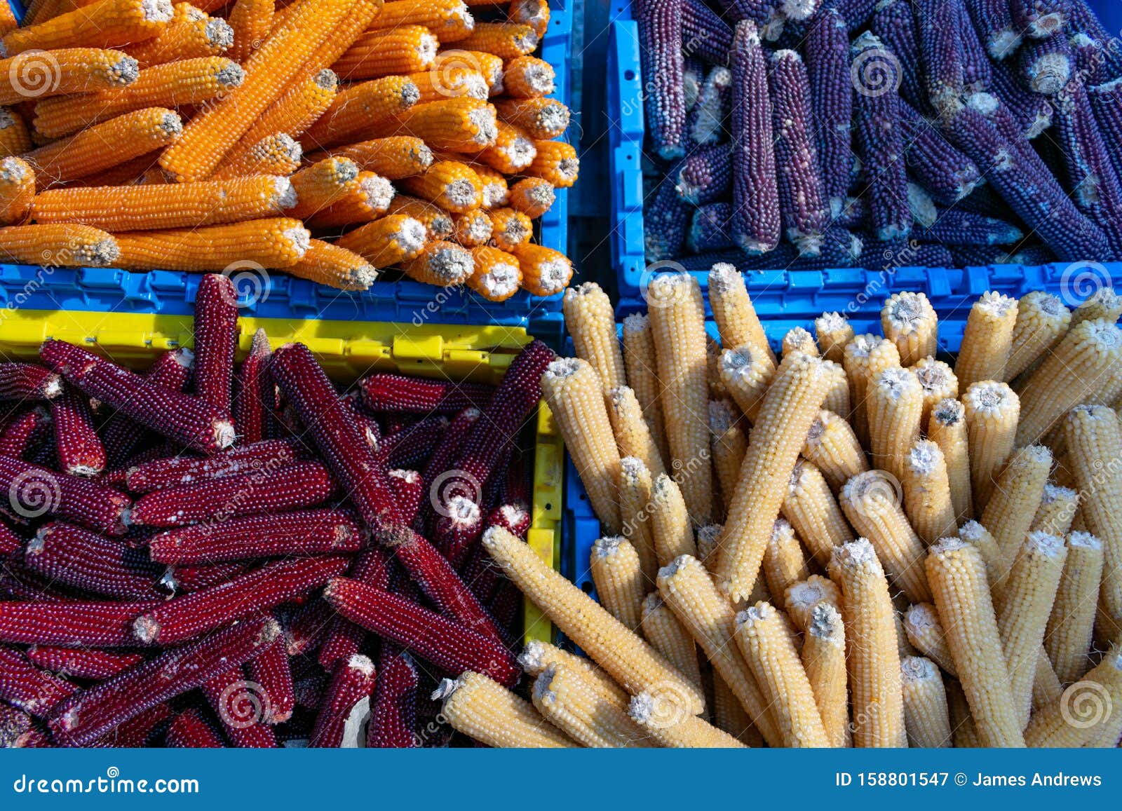 Bins of Different Colors of Flint Corn Stock Image - Image of bins ...