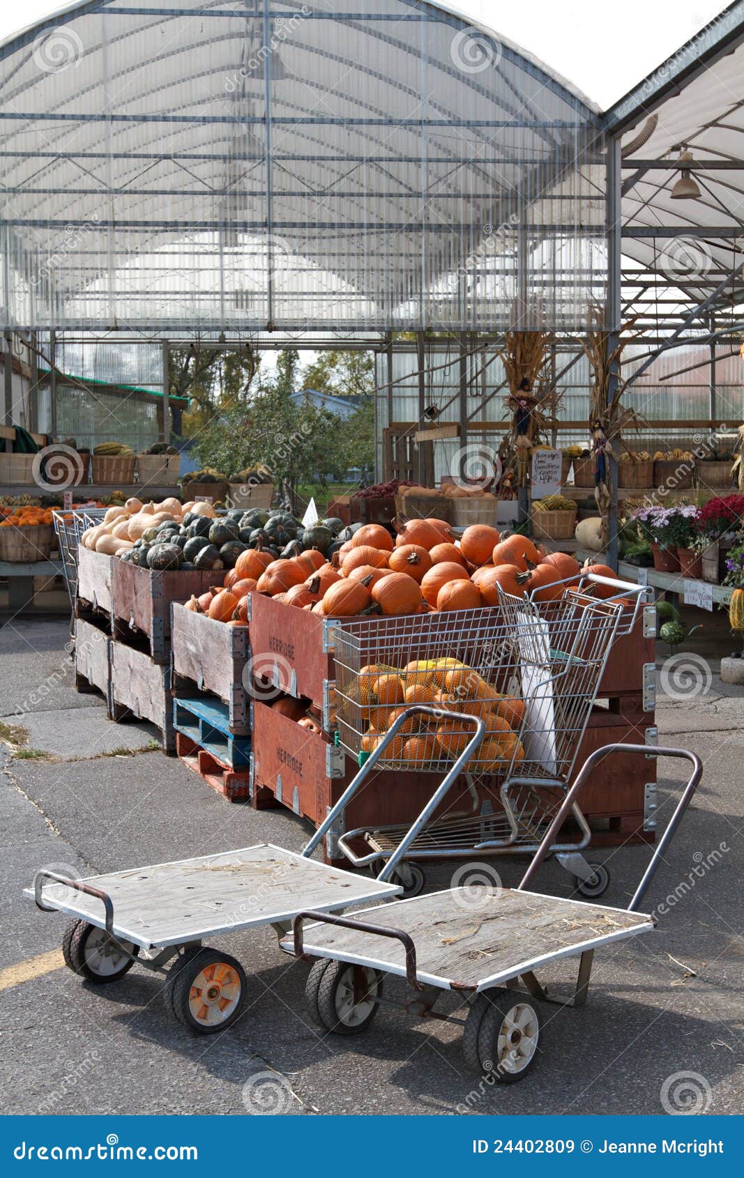 Bins Full of Pumpkins at Farmer S Market Stock Image - Image of fall ...