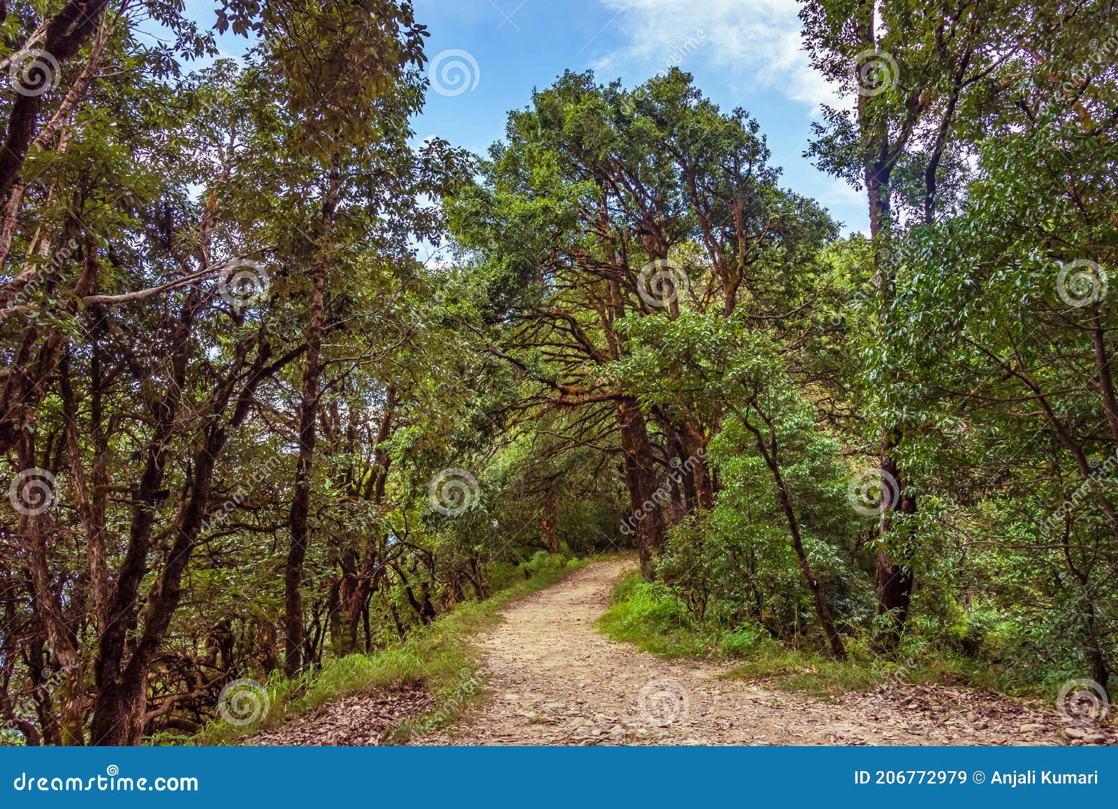 Binsar , Kumaon stock image. Image of colorful, himachal - 206772979