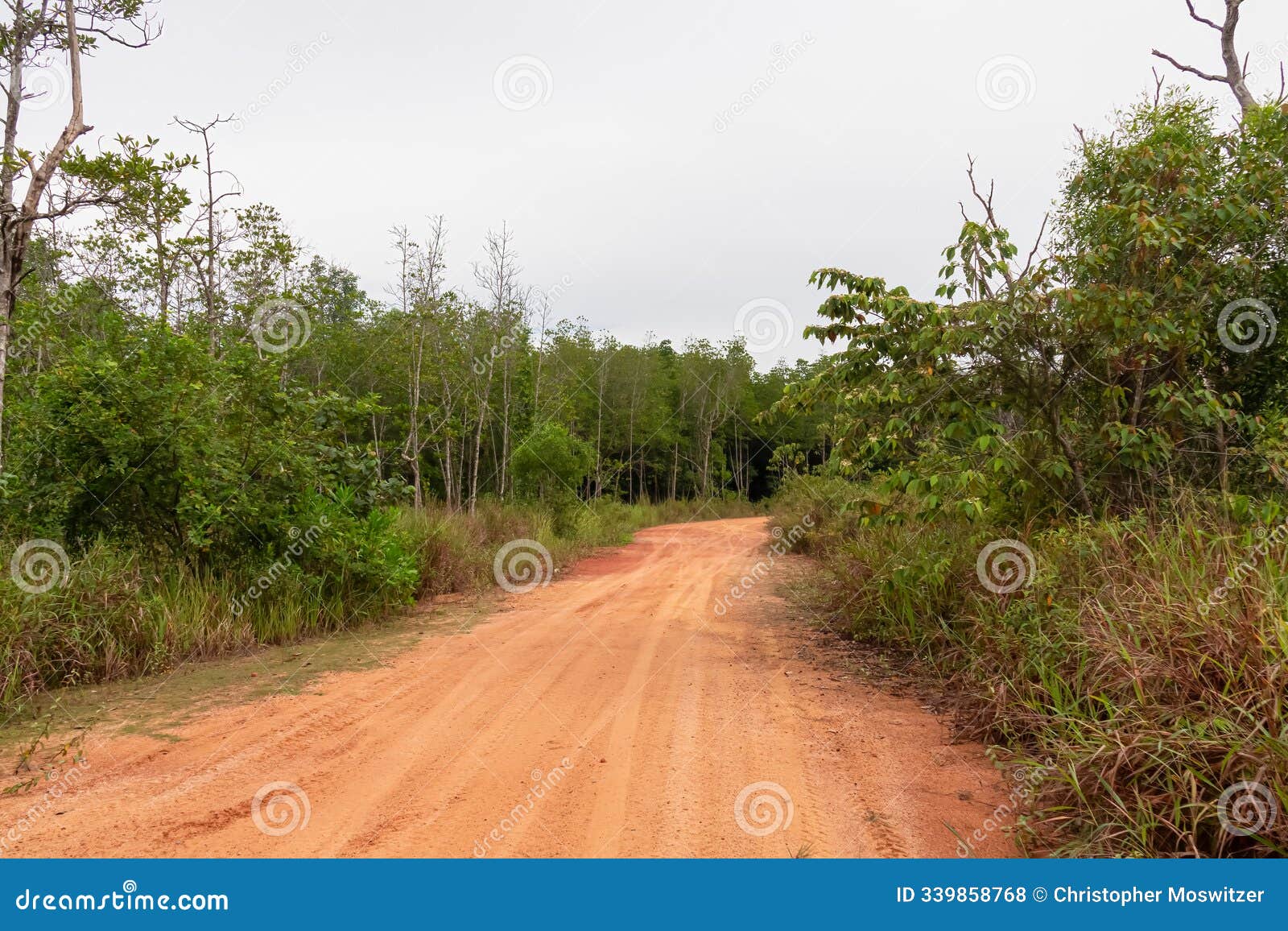 Bintan - Dirt Road Winds through a Lush, Green Forest. Path is Reddish ...
