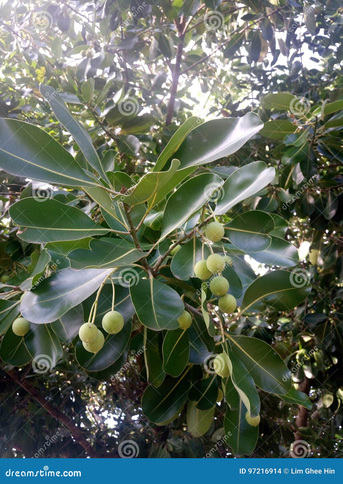 Bintangor Tree Stock Photos - Free & Royalty-Free Stock Photos from ...
