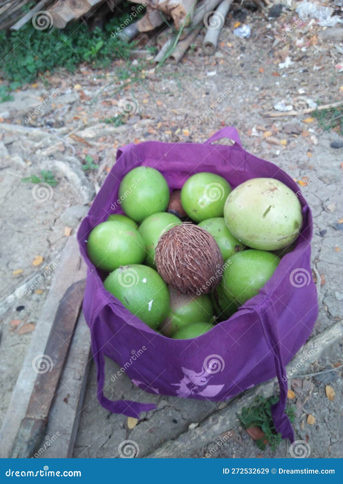 Bintaro fruit stock image. Image of petal, dish, control - 272532629