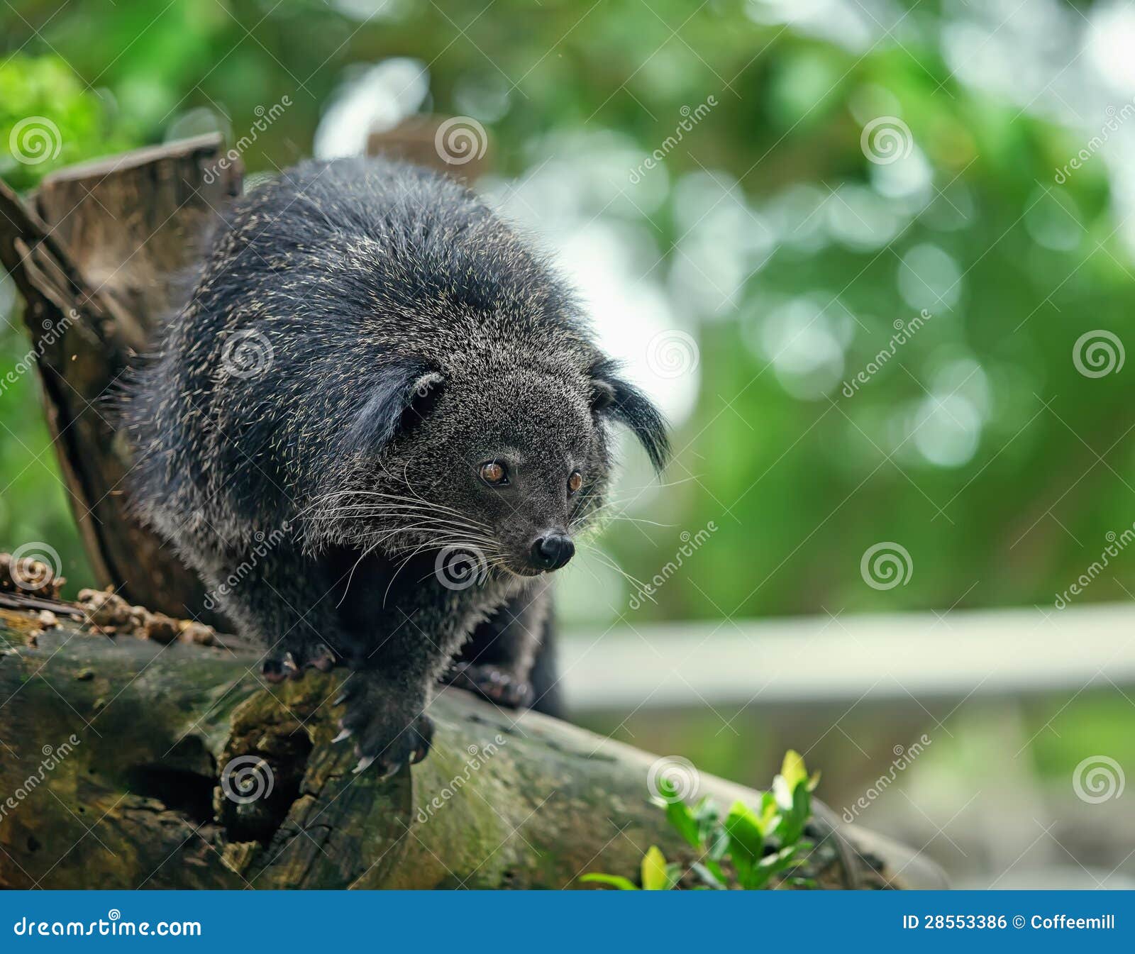 Binturong stock photo. Image of wood, ridiculous, thai - 28553386