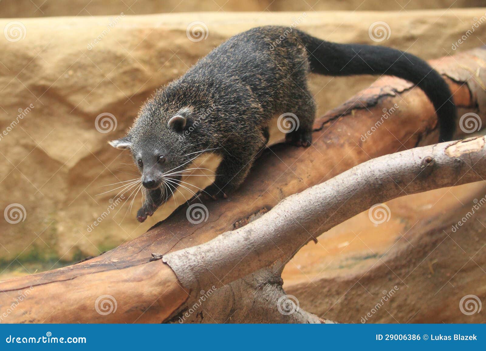 Binturong stock photo. Image of asian, binturong, strolling - 29006386