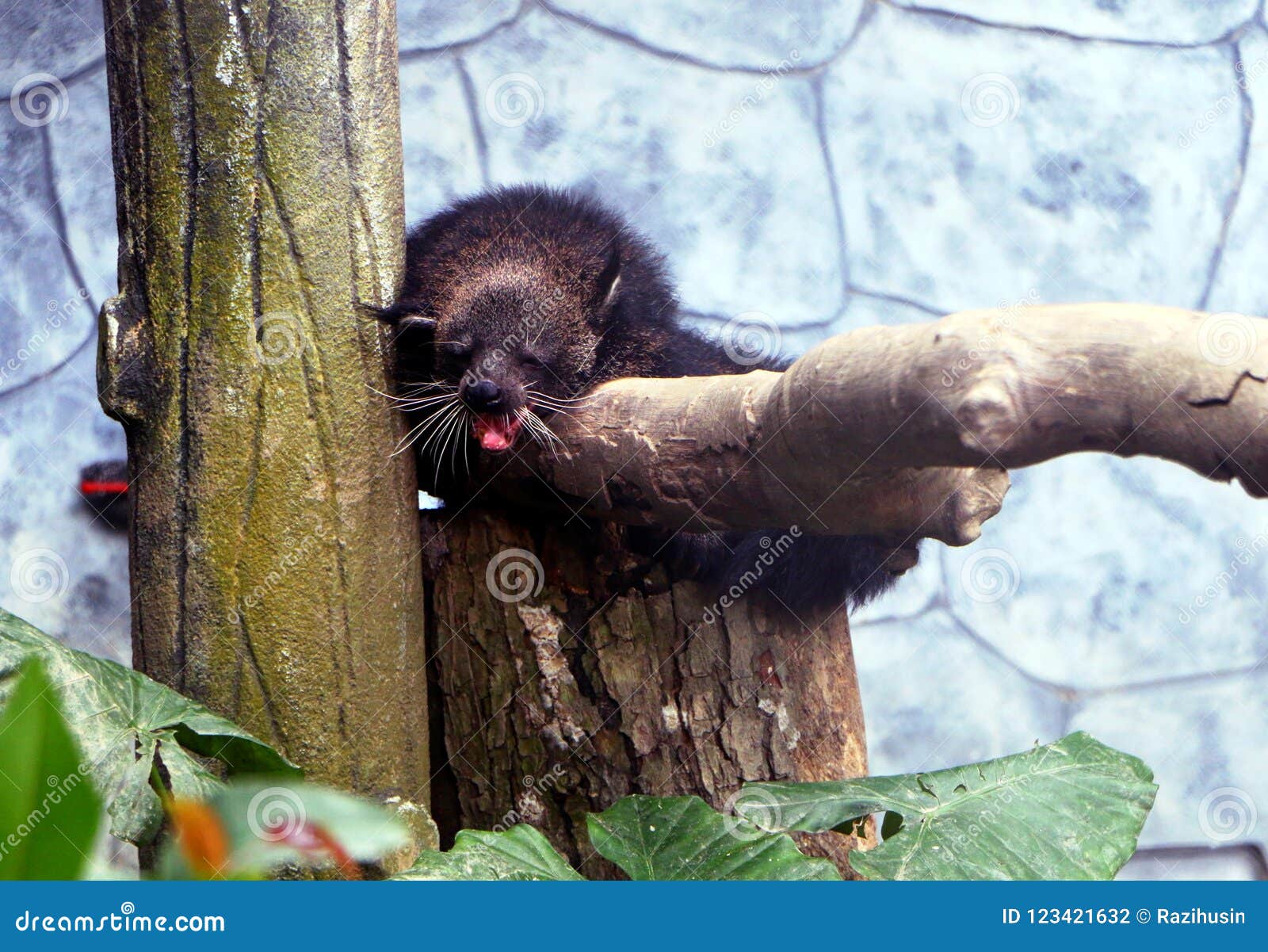Binturong Also Known As Arctictis Binturong or Bearcat. Stock Photo ...