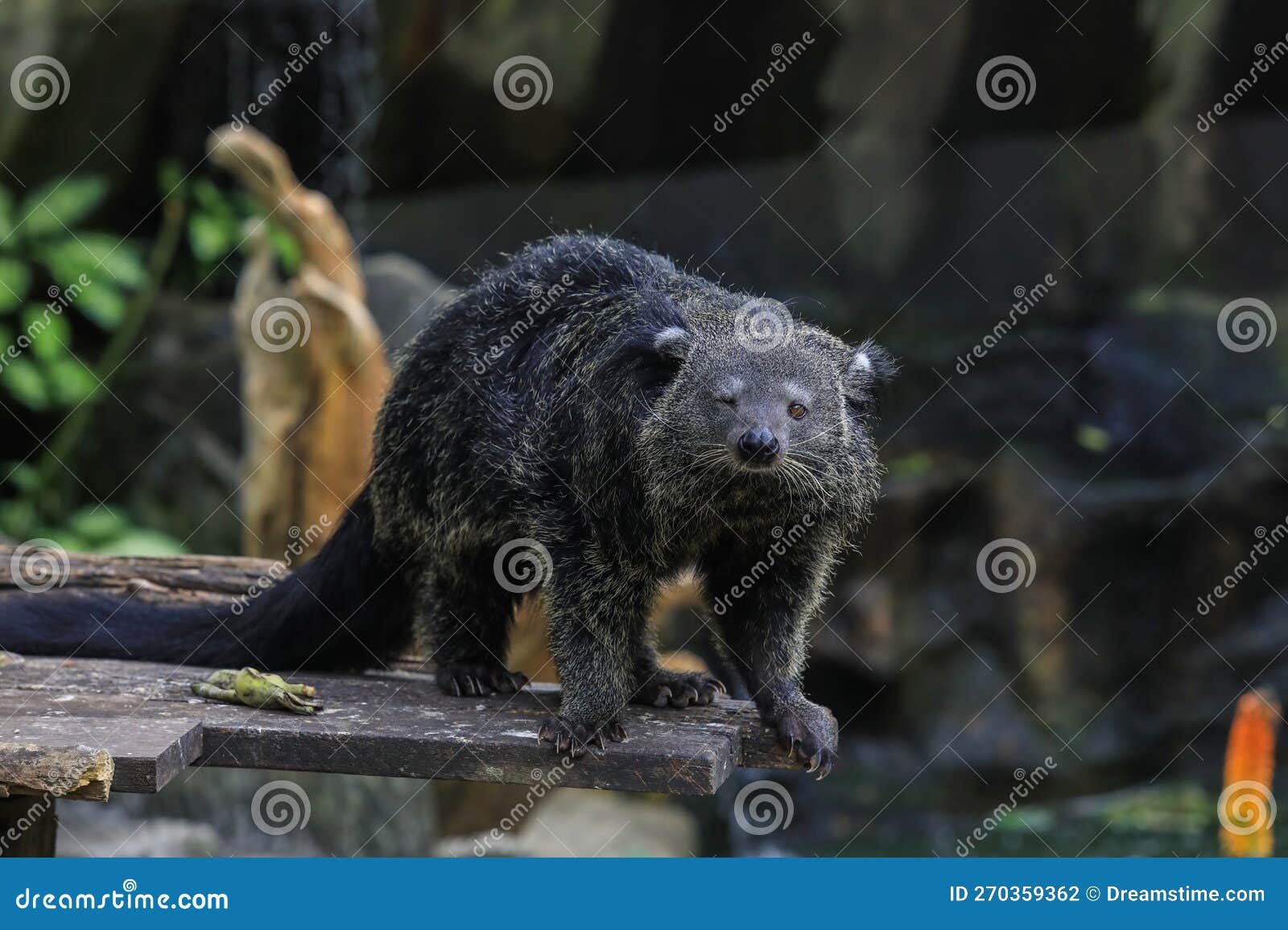 The Binturong, Also Known As the Bearcat Stock Photo - Image of ...