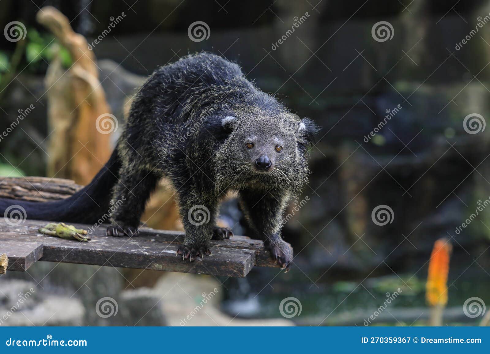The Binturong, Also Known As the Bearcat Stock Image - Image of ...