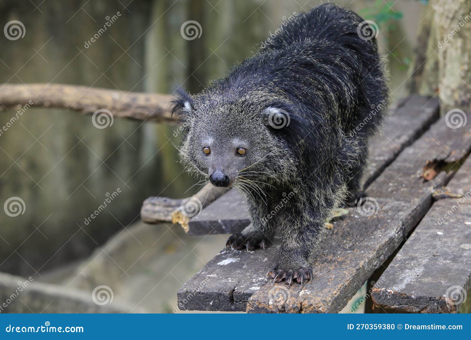 The Binturong, Also Known As the Bearcat Stock Photo - Image of ...