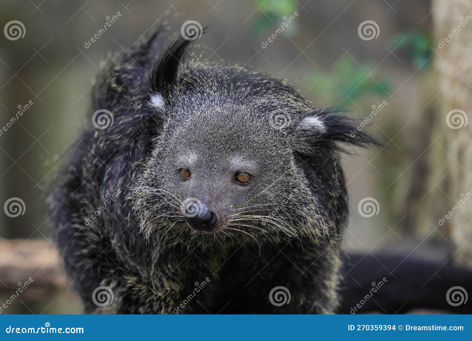 The Binturong, Also Known As the Bearcat Stock Photo - Image of thai ...