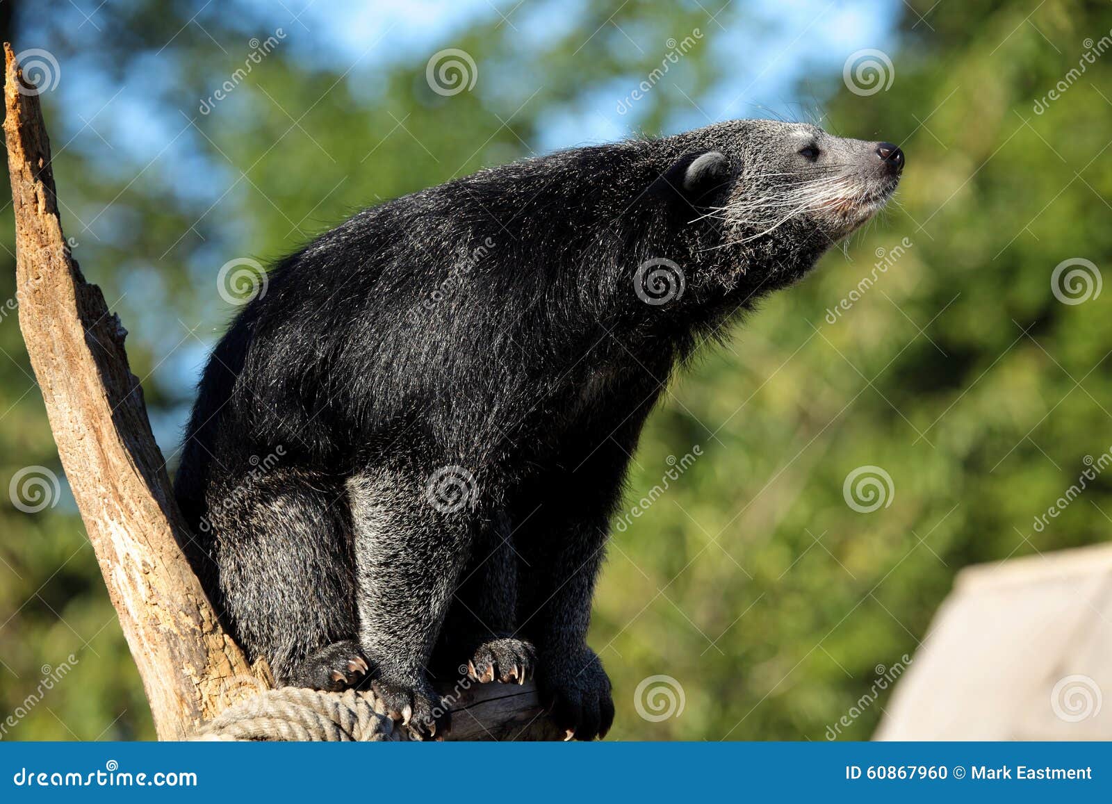 Binturong Also Known As Arctictis Binturong Or Bearcat. Stock Photo ...