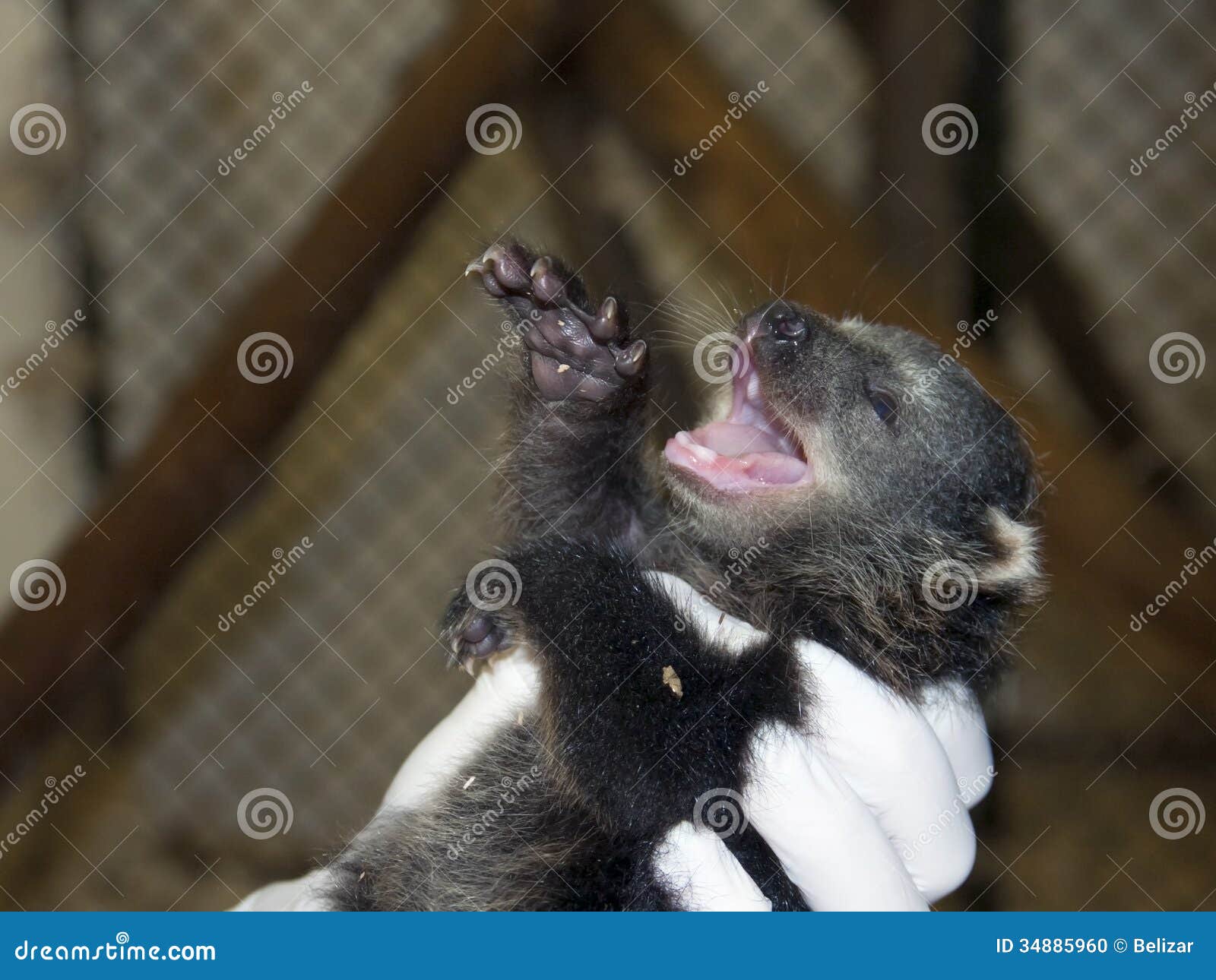 Binturong baby stock photo. Image of offspring, binturong - 34885960