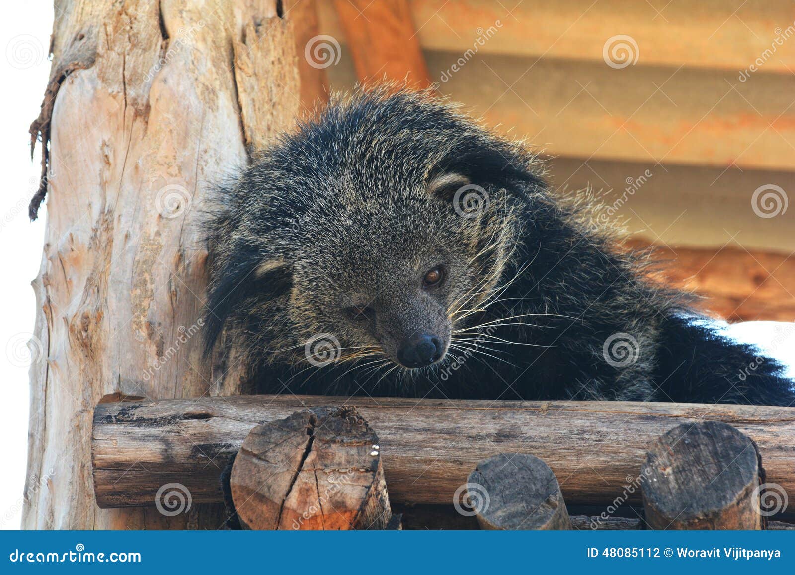 Binturong stock photo. Image of cute, bear, hair, sleeping - 48085112