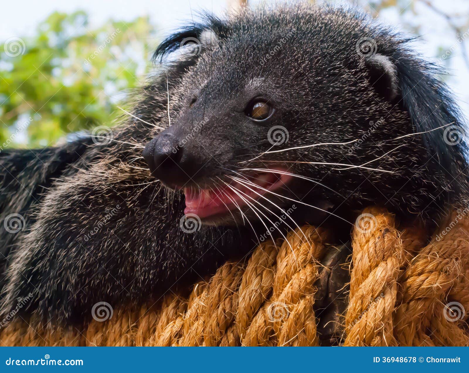 Binturong Or Bearcat Arctictis Binturong Sleep On The Tree Branch Stock ...