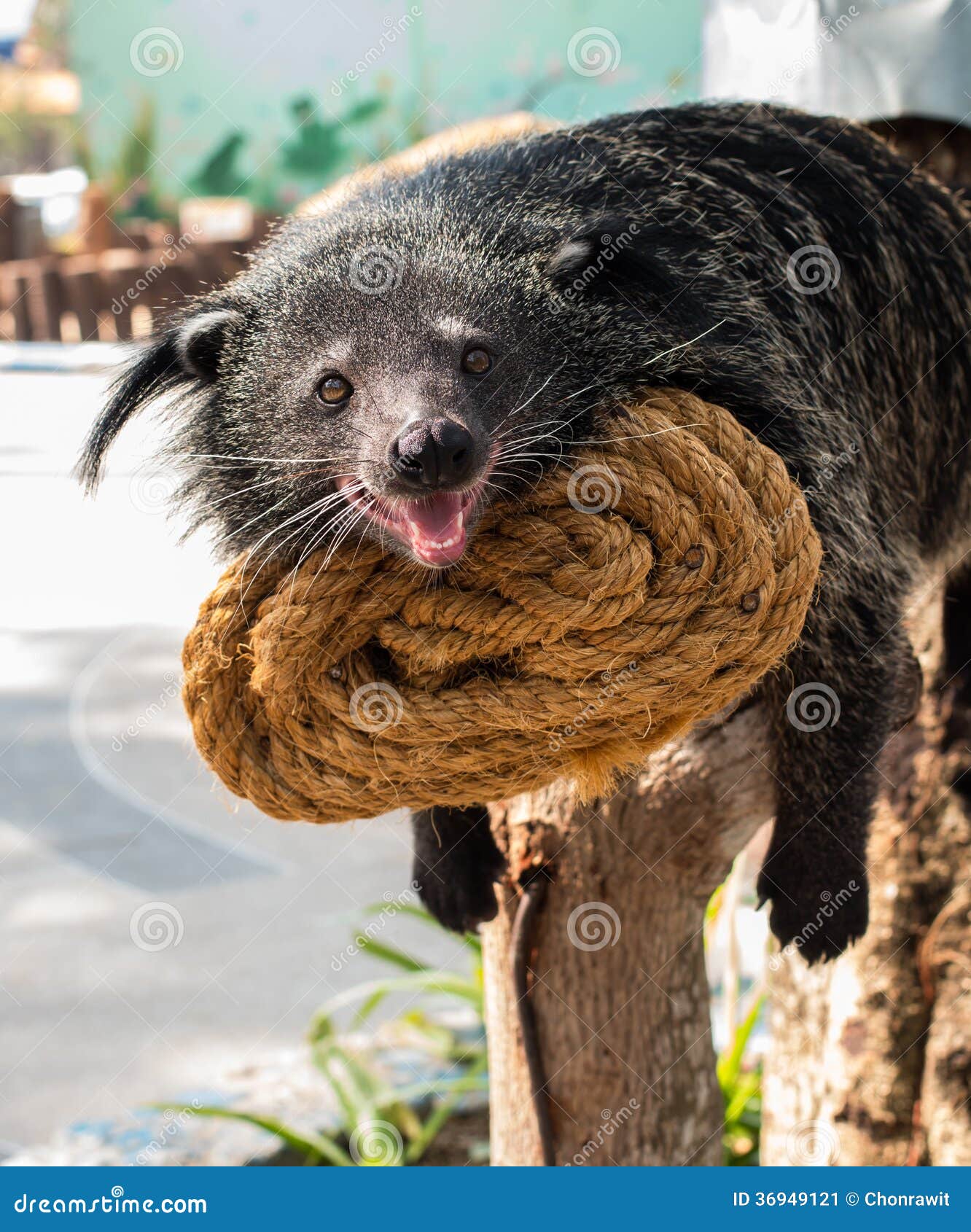 Binturong Or Bearcat Arctictis Binturong Sleep On The Tree Branch Stock ...