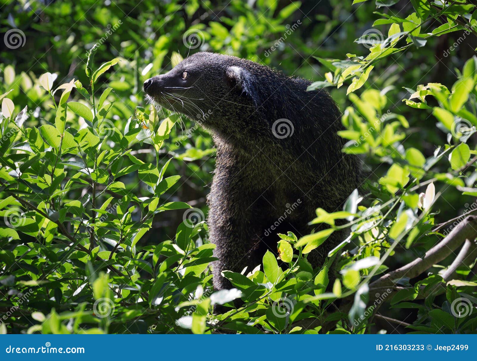 Binturong, Bearcat,on the Tree. Stock Image - Image of sleep, asia ...