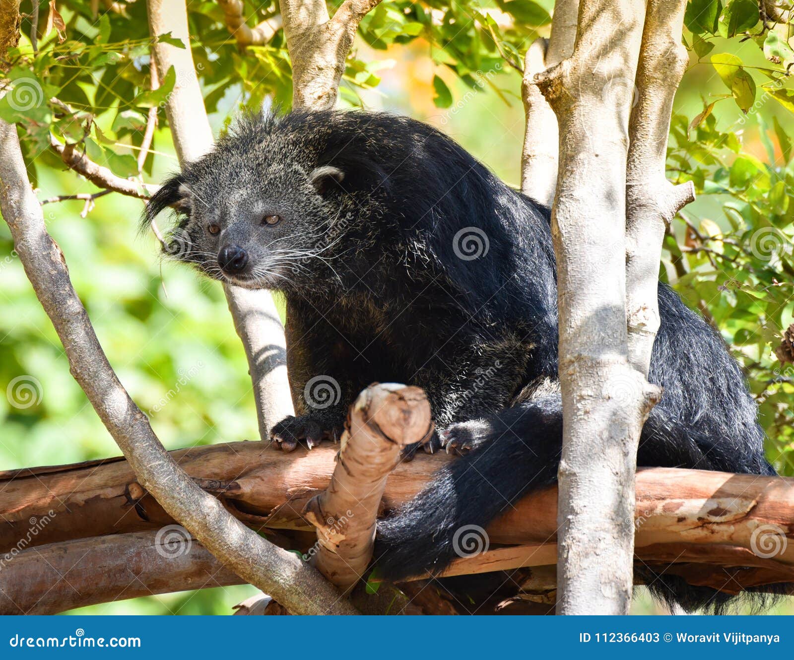 Binturong Bearcat stock image. Image of tree, nose, organism - 112366403