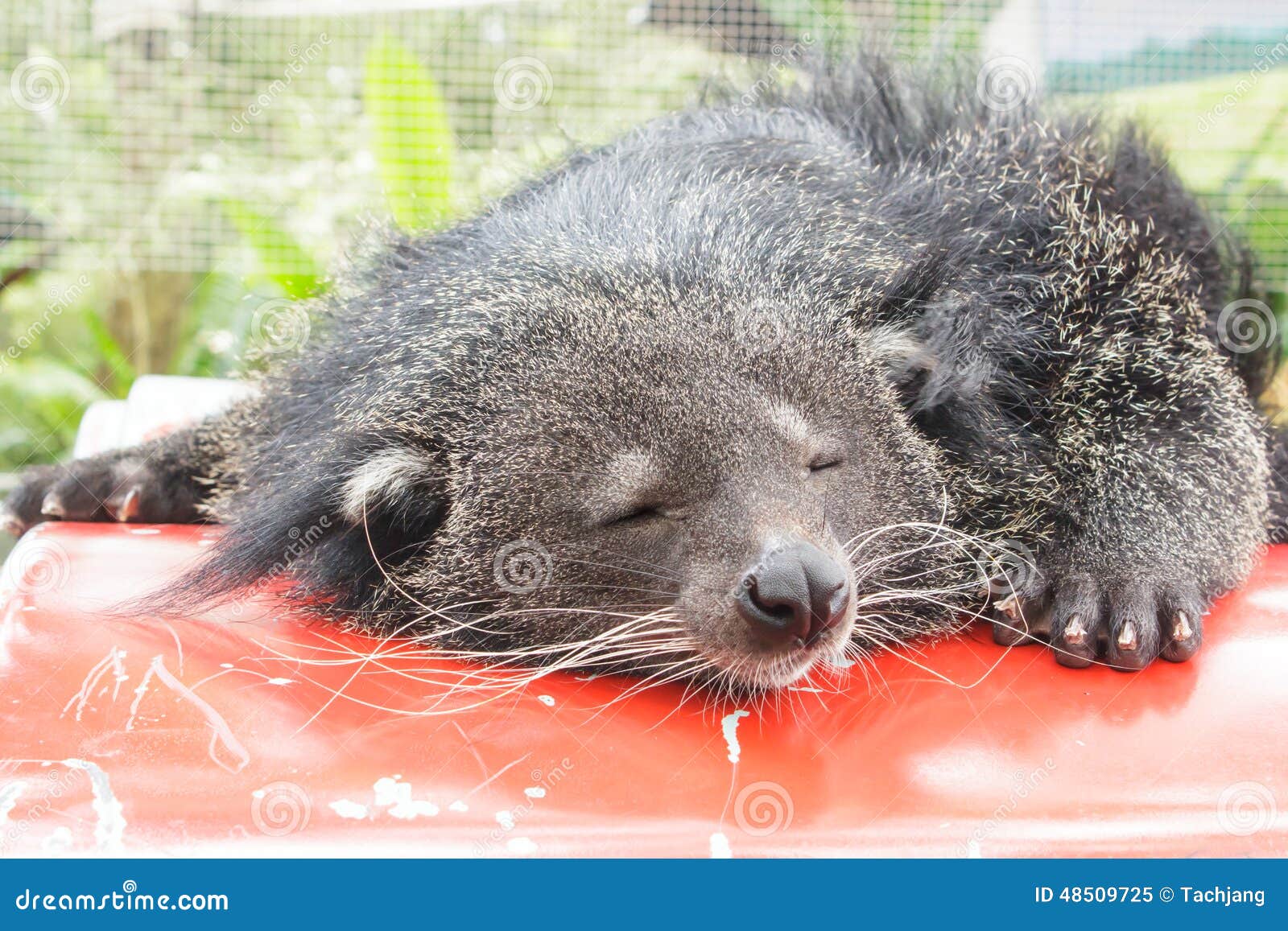 Binturong or Bearcat. stock image. Image of jungle, tropical - 48509725