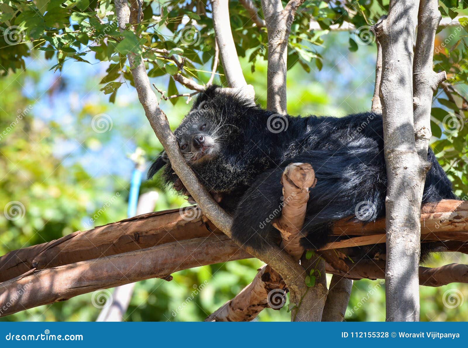 Binturong Bearcat stock photo. Image of mammal, species - 112155328