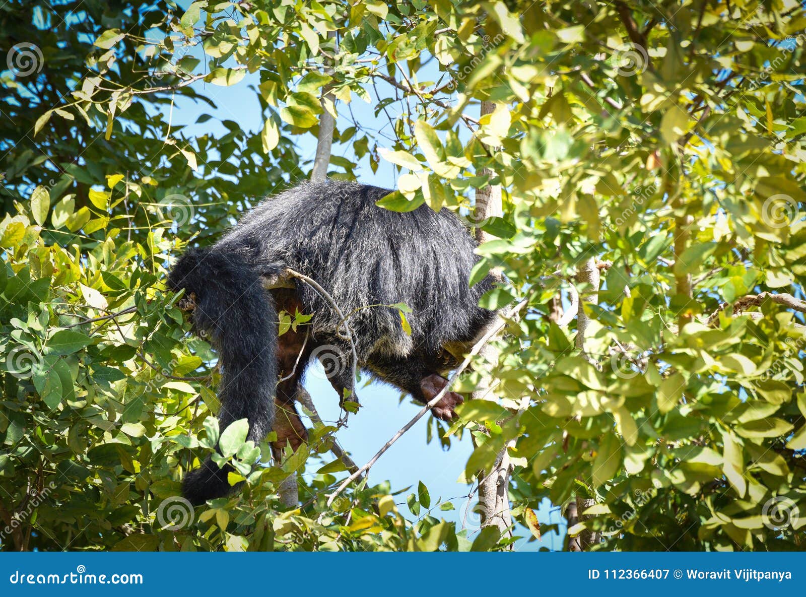 Binturong Bearcat stock image. Image of mammal, color - 112366407