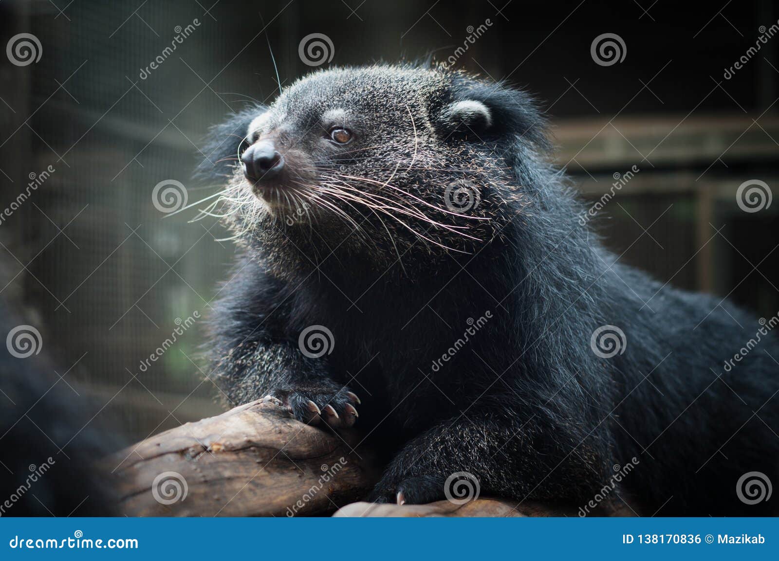 Binturong stock photo. Image of looking, asia, nature - 138170836