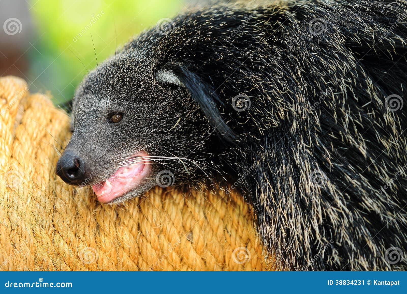 Binturong. stock image. Image of manila, carnivore, bearcat - 38834231