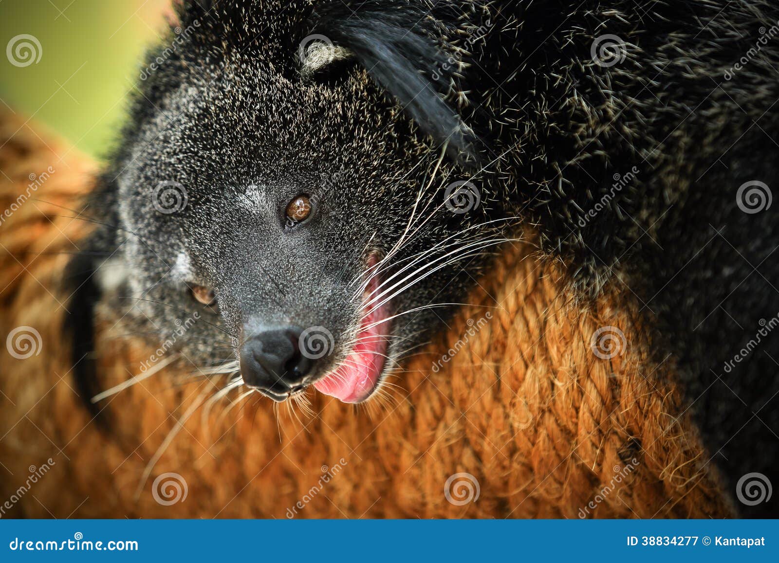 Binturong stock image. Image of thai, nature, thailand - 38834277