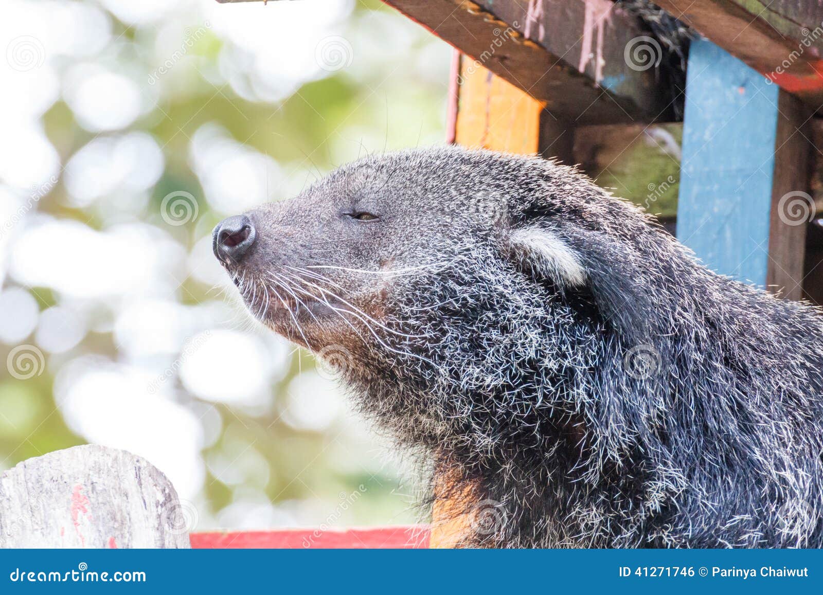 Binturong stock photo. Image of beautiful, climb, binturong - 41271746