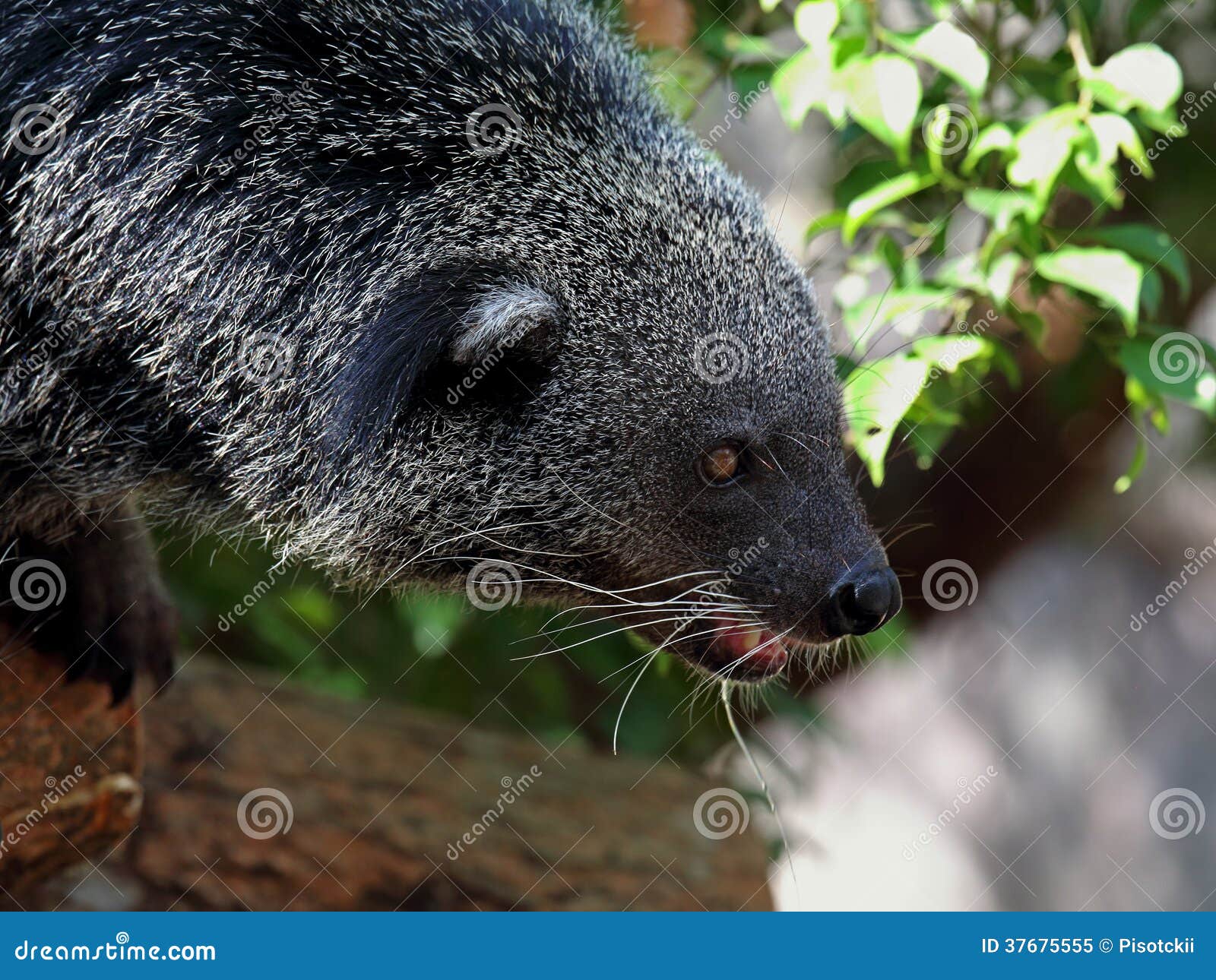 Binturong stock image. Image of nature, asia, cute, binturong - 37675555