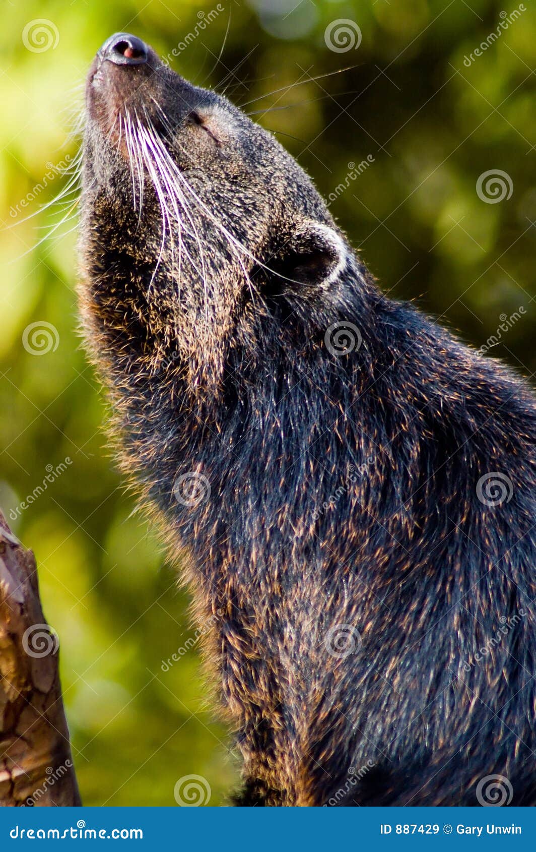 Binturong Closeup stock image. Image of binturong, sumatra - 887429