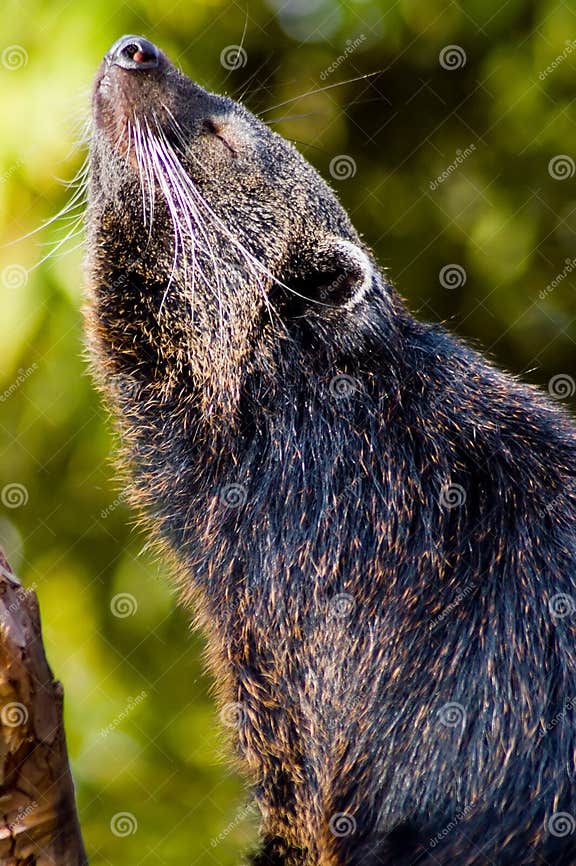 Binturong Closeup stock image. Image of binturong, sumatra - 887429