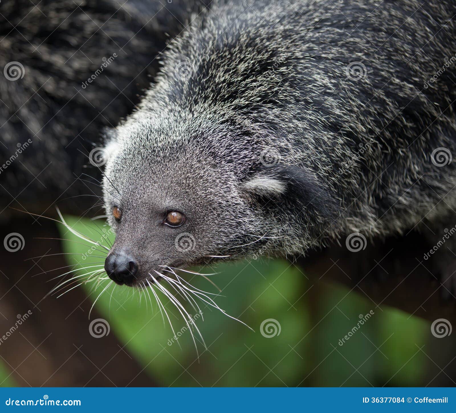 Binturong stock photo. Image of mammal, thai, animal - 36377084