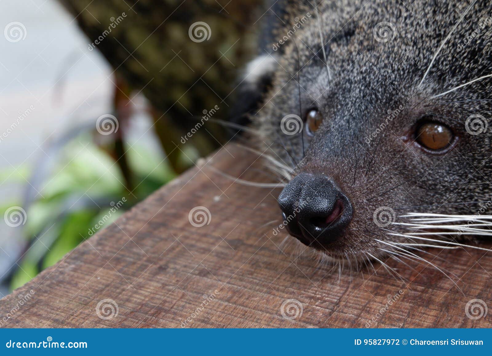Binturong face stock photo. Image of nature, outdoors - 95827972