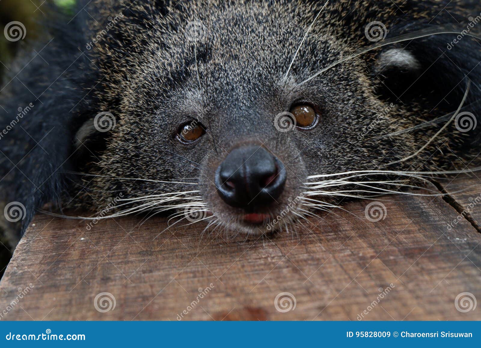 Binturong looking at you stock image. Image of young - 95828009