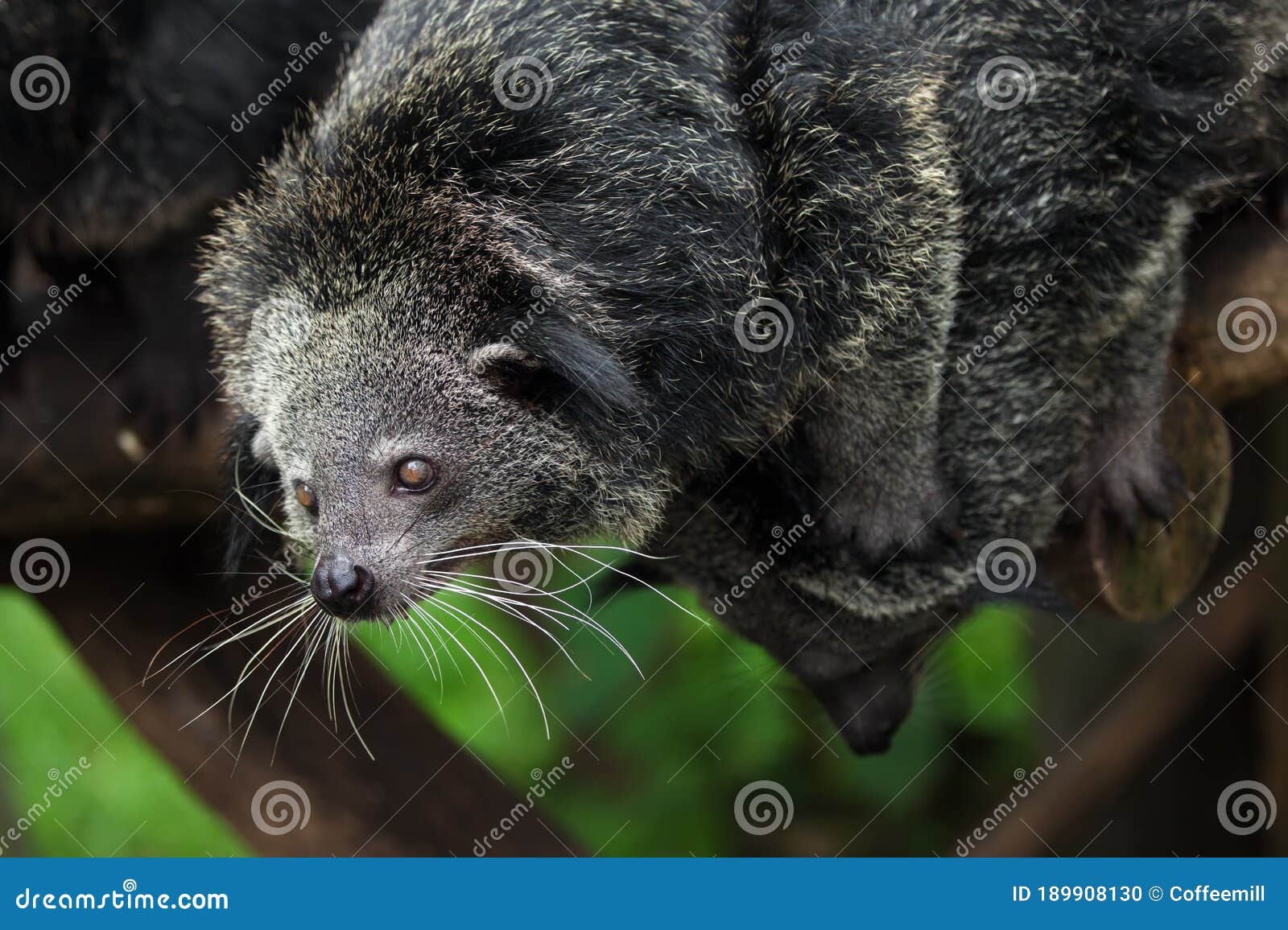 Binturong stock photo. Image of kind, cheerful, environment - 189908130