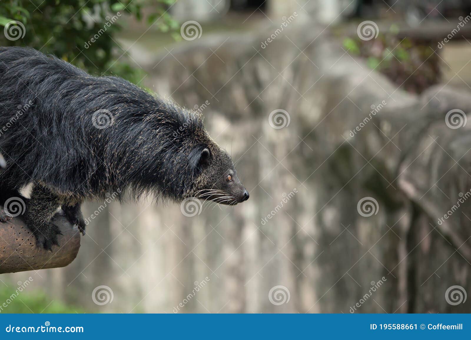 Binturong stock image. Image of thailand, thai, black - 195588661