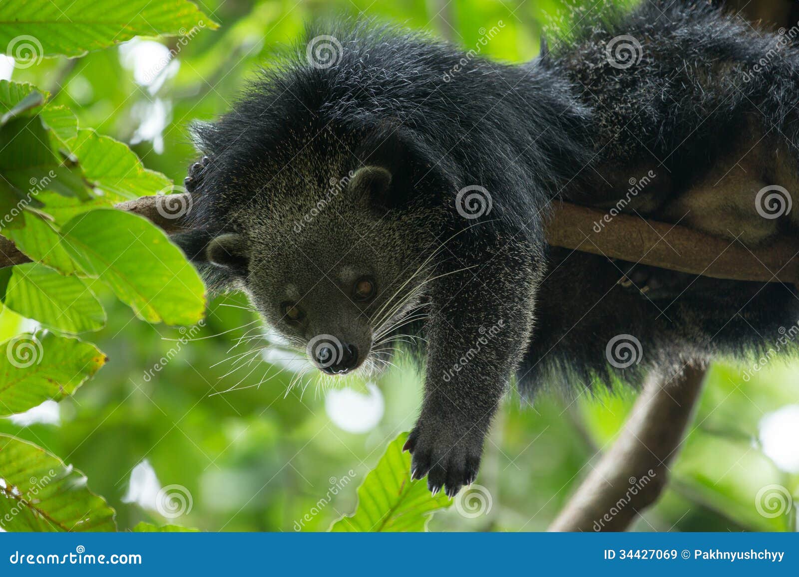 Binturong stock image. Image of exotic, mammal, asia - 34427069