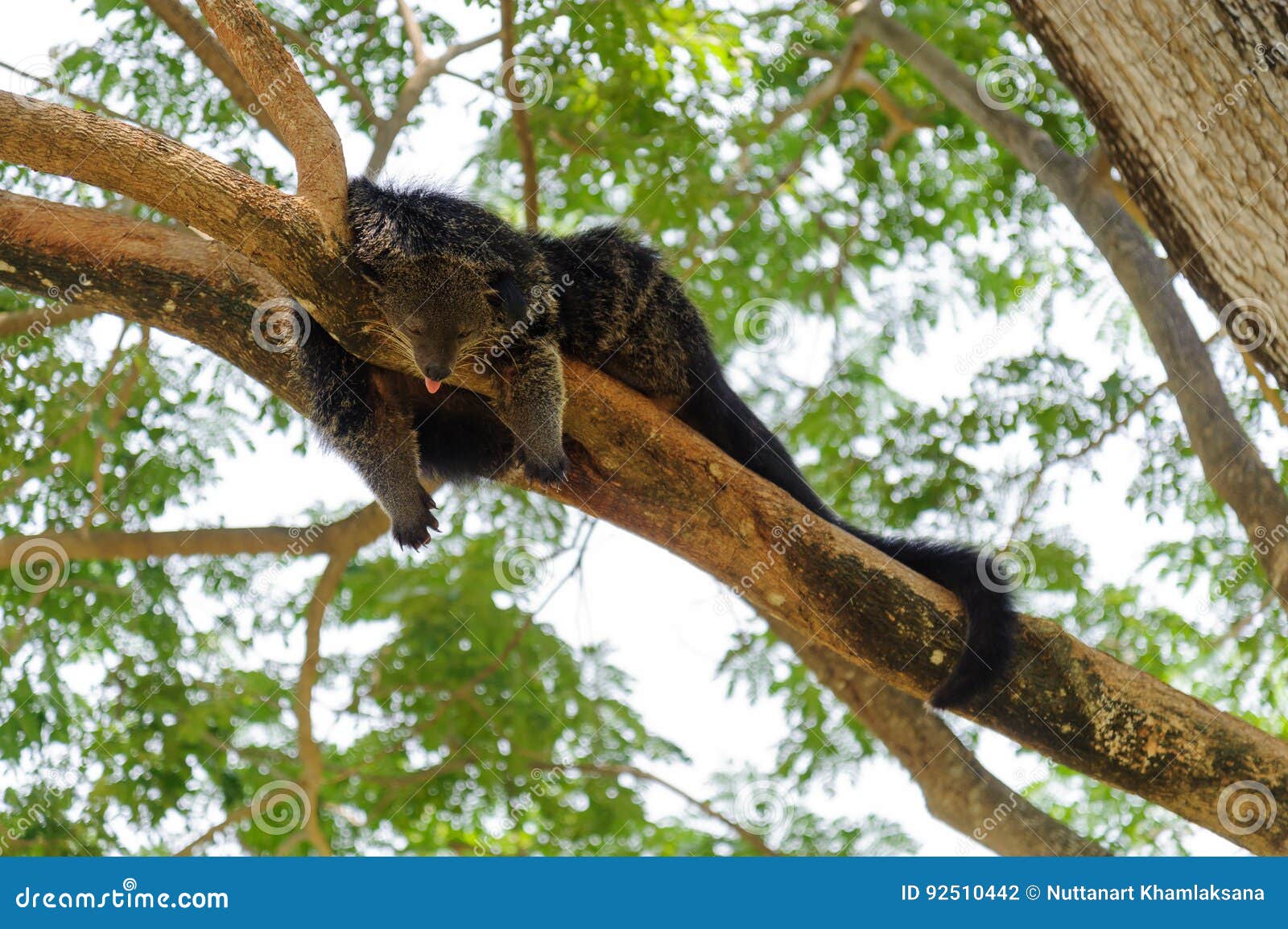 Binturong Sleeping on Tree Branch Stock Photo - Image of viverridae ...