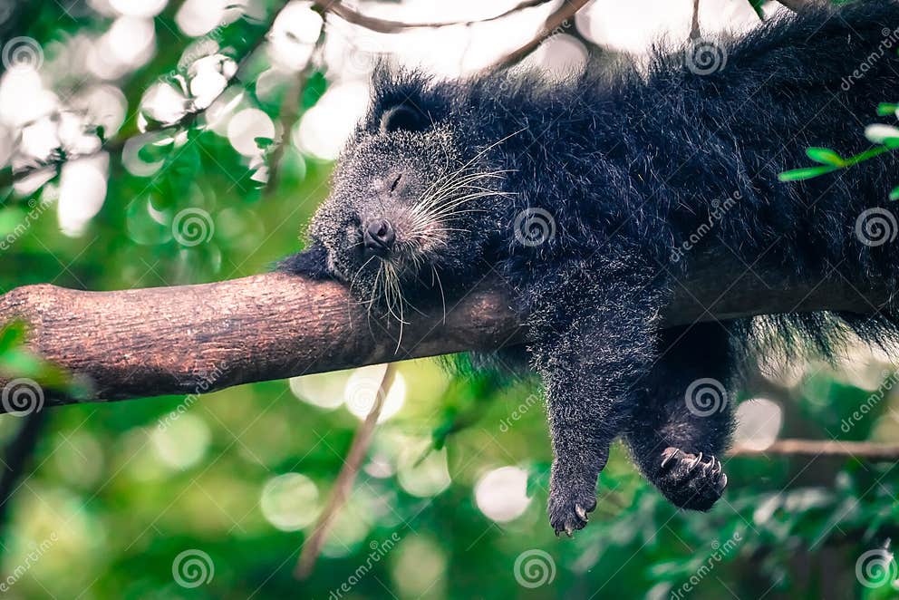 The Binturong is Sleeping on the Tree Stock Image - Image of vegetable ...