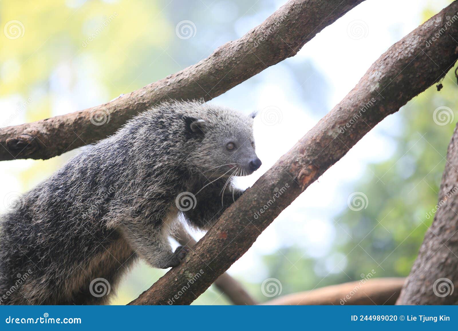 A Binturong is Walking on a Tree Trunk in the Morning Stock Photo ...