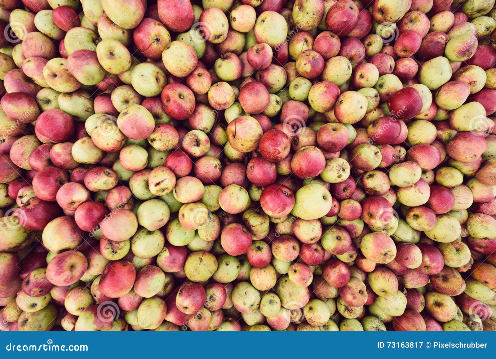 Bio apple harvest stock image. Image of comestible, good - 73163817