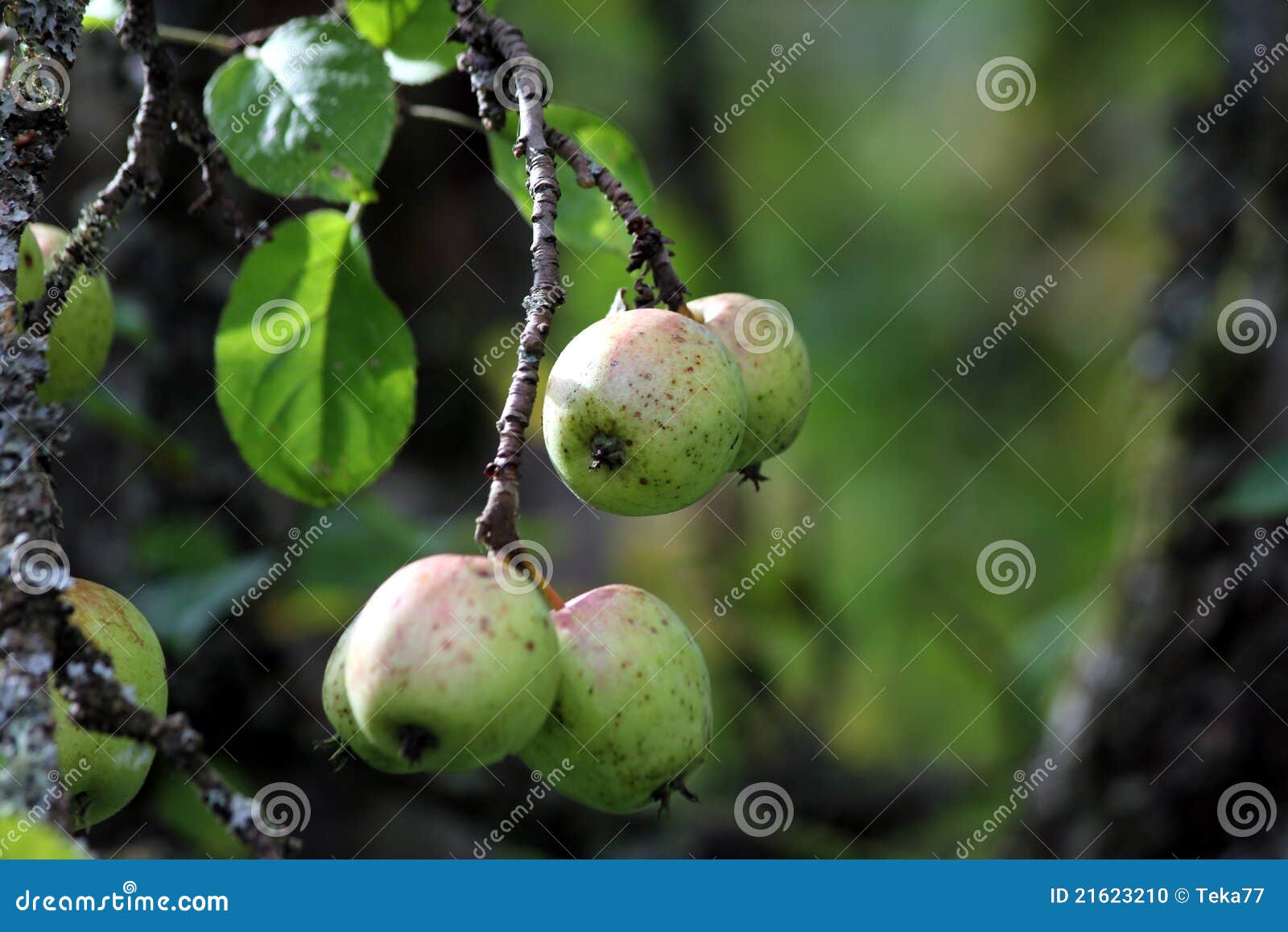 Bio apples stock photo. Image of healthy, food, organic - 21623210