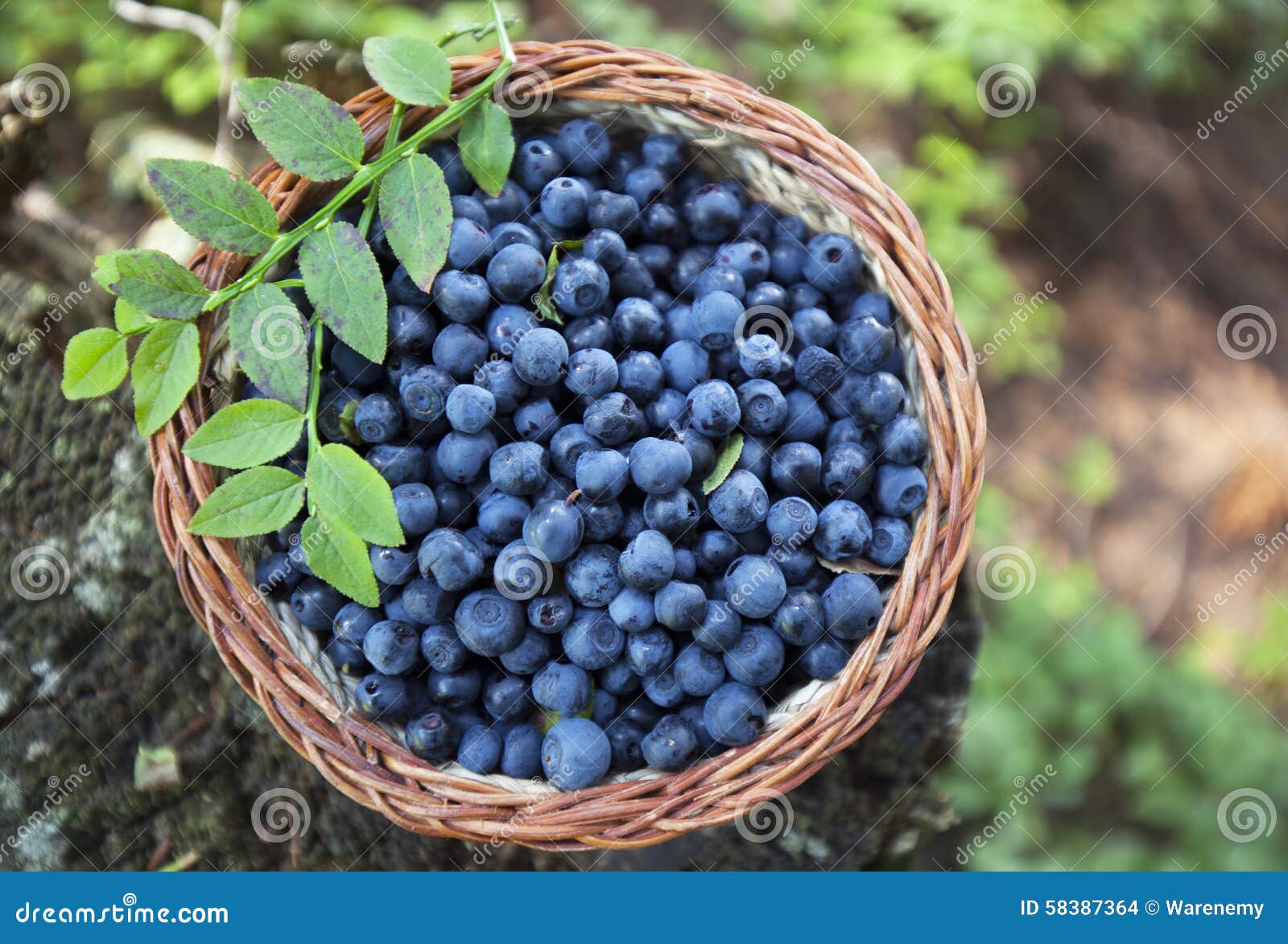 Bio blueberry stock photo. Image of lifestyle, bowl, organic - 58387364