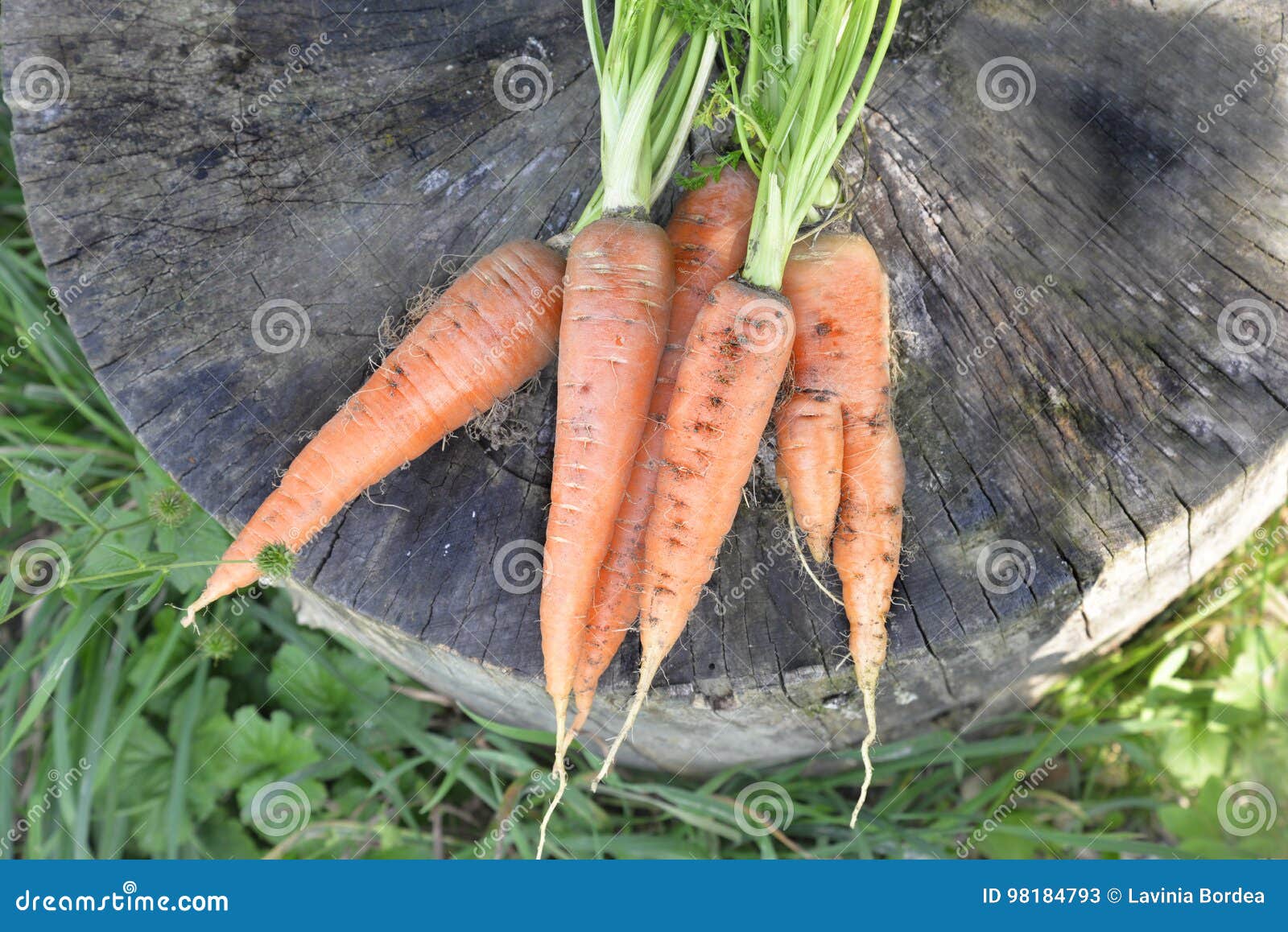 Bio carrot stock image. Image of freshness, carotene - 98184793