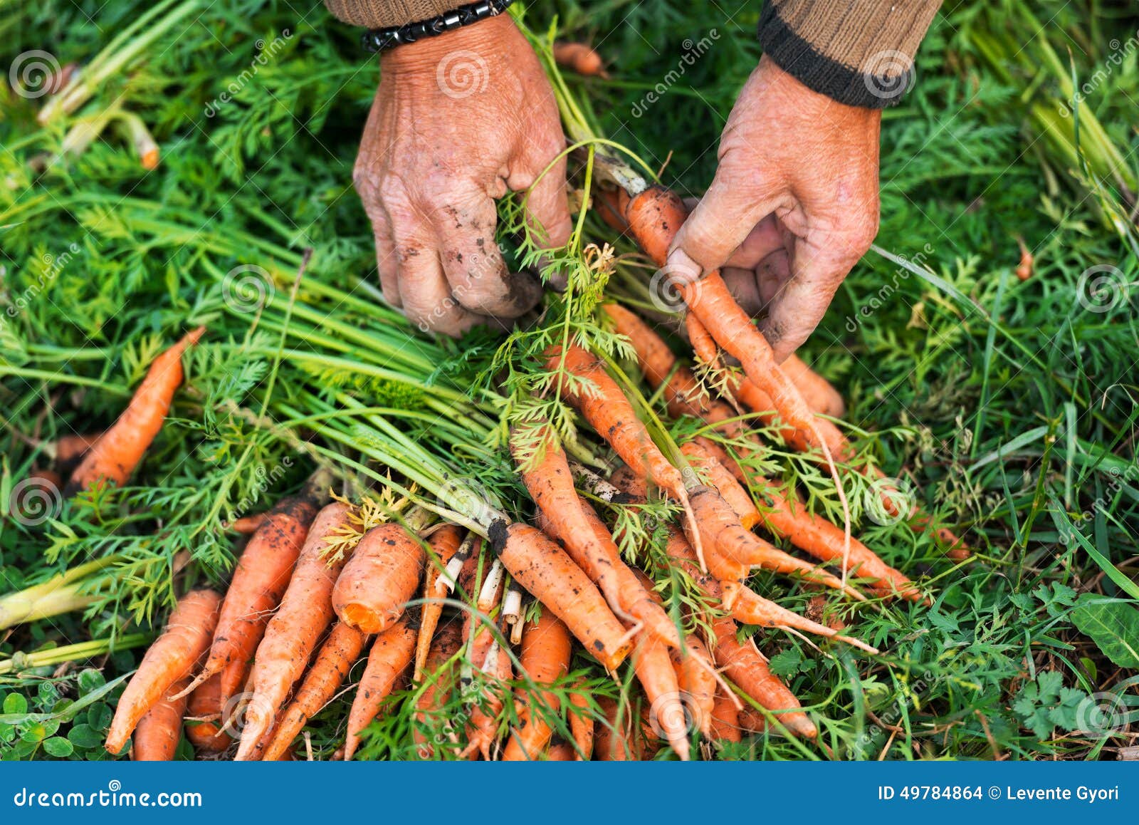 Bio carrots stock photo. Image of garden, person, carrots - 49784864