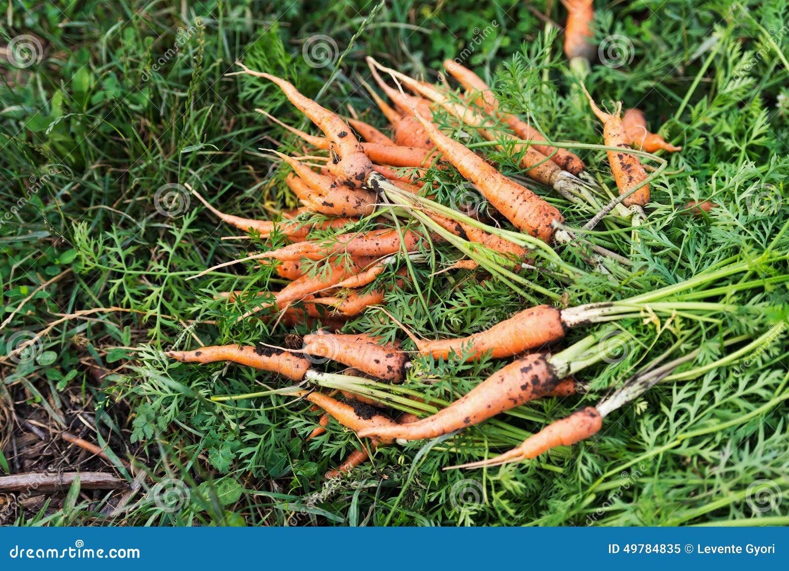 Bio carrots in nature stock image. Image of healthy, cultivated - 49784835